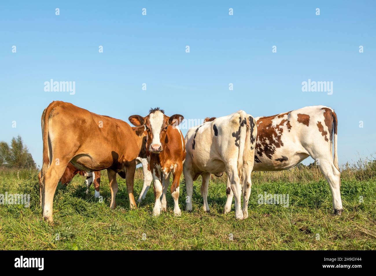 Rear view of dairy cattle hi-res stock photography and images - Alamy
