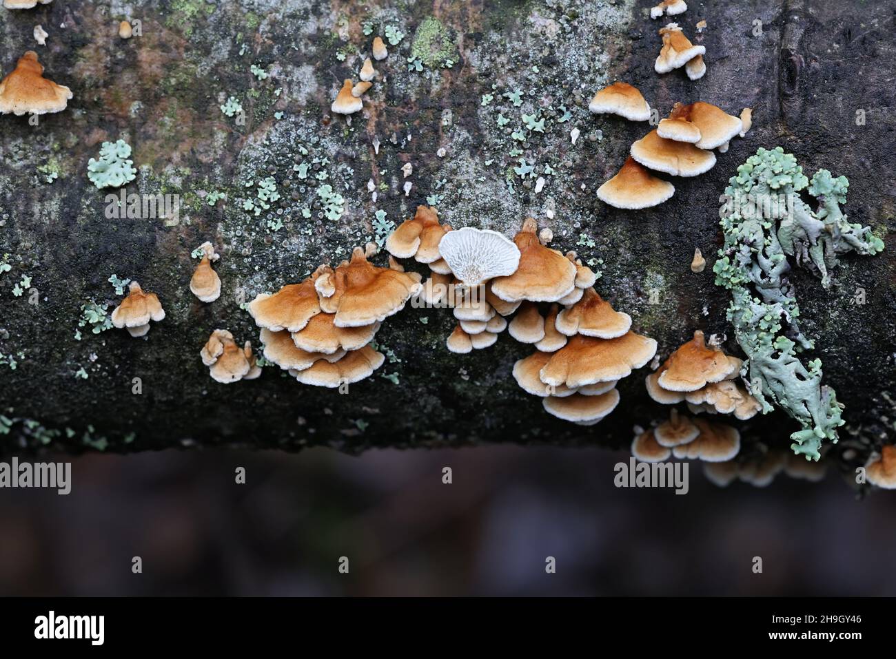 Plicatura crispa, commonly known as crimbed gill, wild fungus from ...