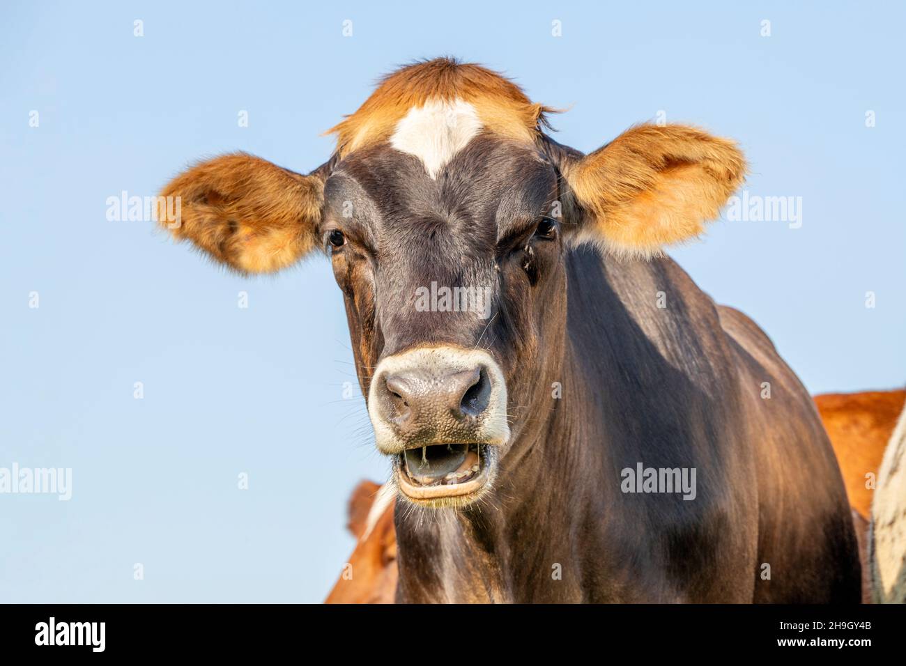 Brown swiss cow head, looking silly and funny, drooling while chewing ...
