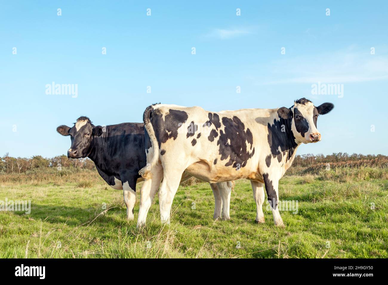 Black and white holstein cows hi-res stock photography and images - Alamy