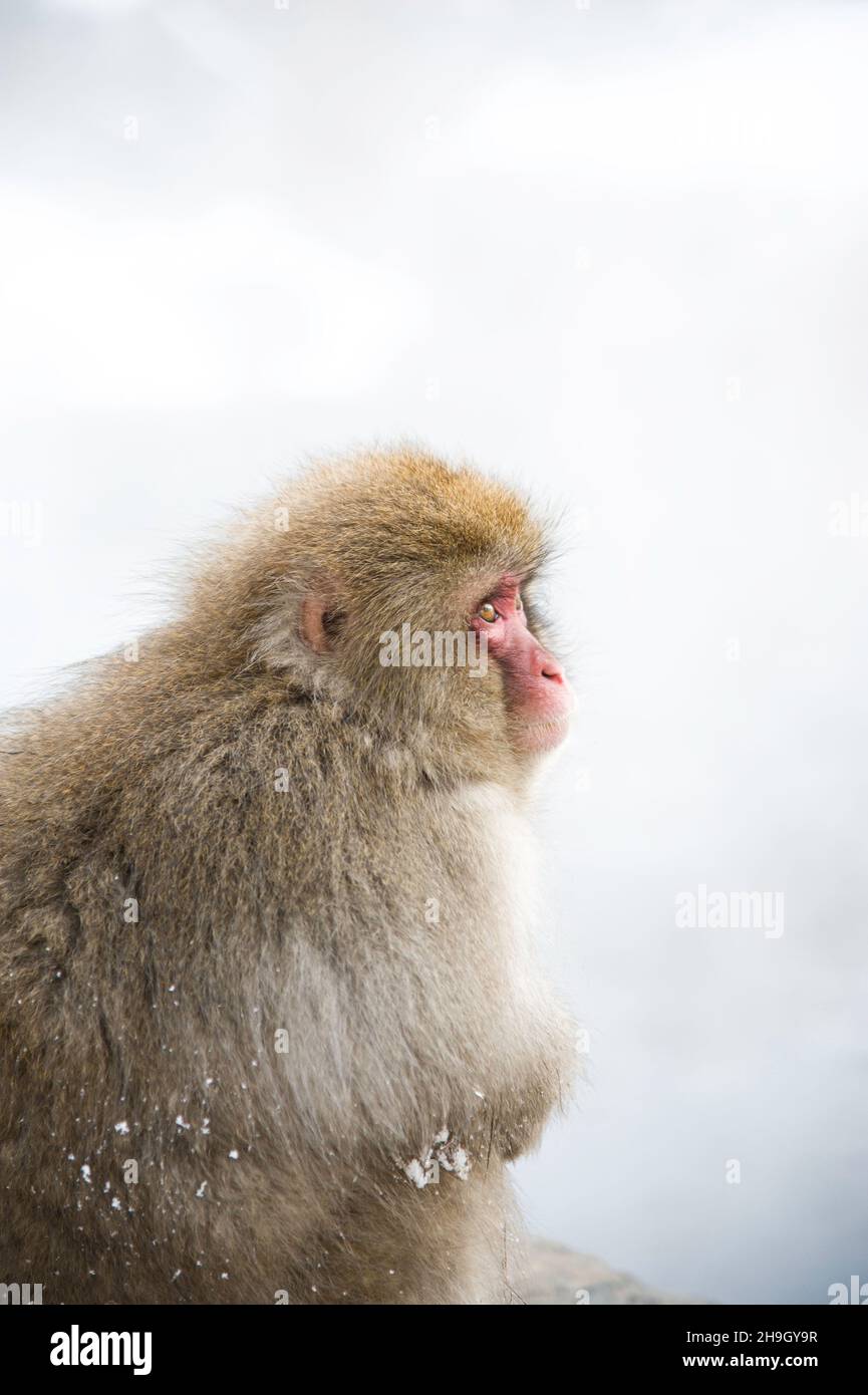 A Japanese macaque, also known as a snow monkey, at Jigokundai Yaen ...
