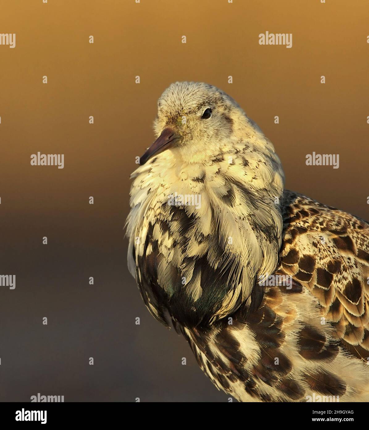 Male ruff in breeding plumage hi-res stock photography and images - Alamy