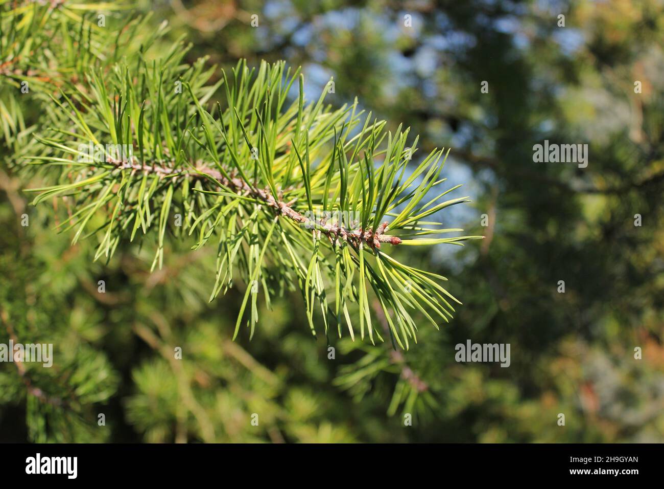 Lush green pine branches growing in the bright sunshine Stock Photo - Alamy