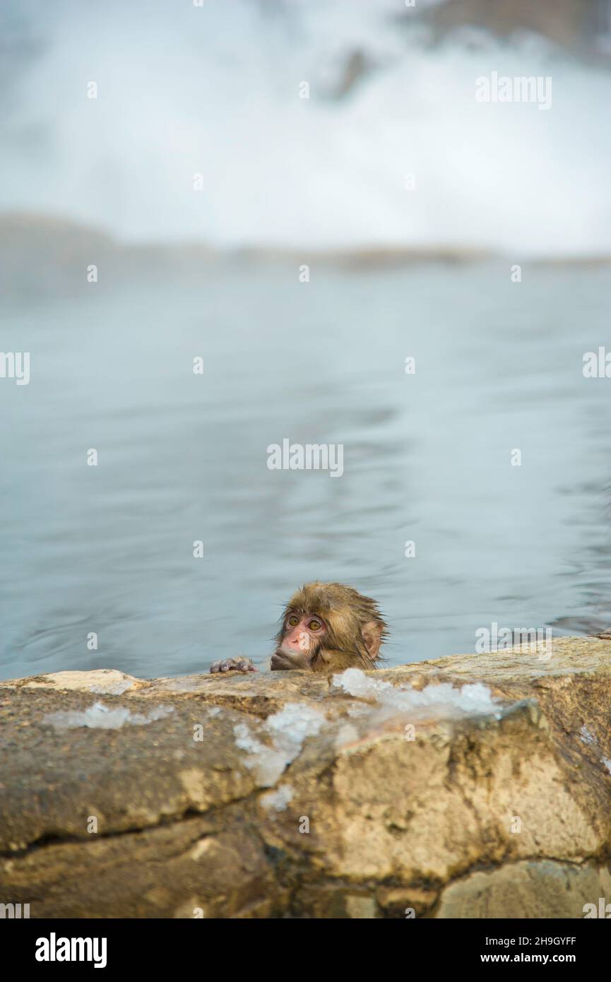 A baby Japanese macaque, also known as a snow monkey, at Jigokundai ...