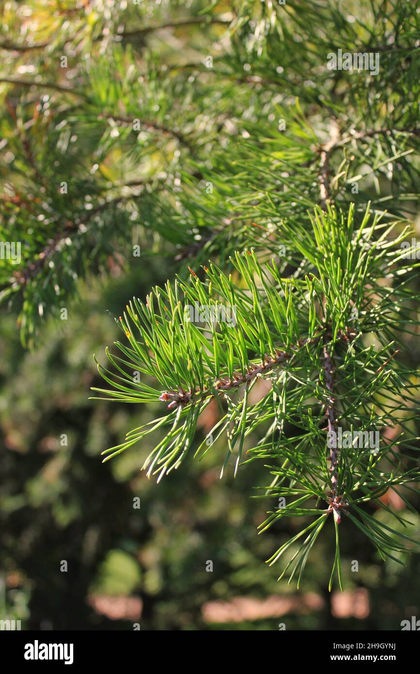 Lush green pine branches growing in the bright sunshine Stock Photo - Alamy