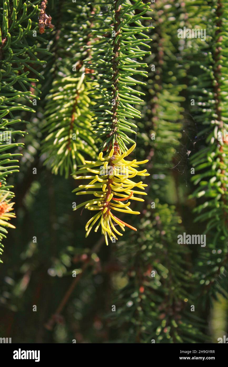 Lush green pine branches growing in the bright sunshine Stock Photo - Alamy