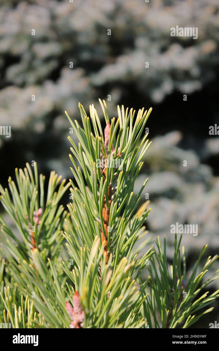Lush green pine branches growing in the bright sunshine Stock Photo - Alamy
