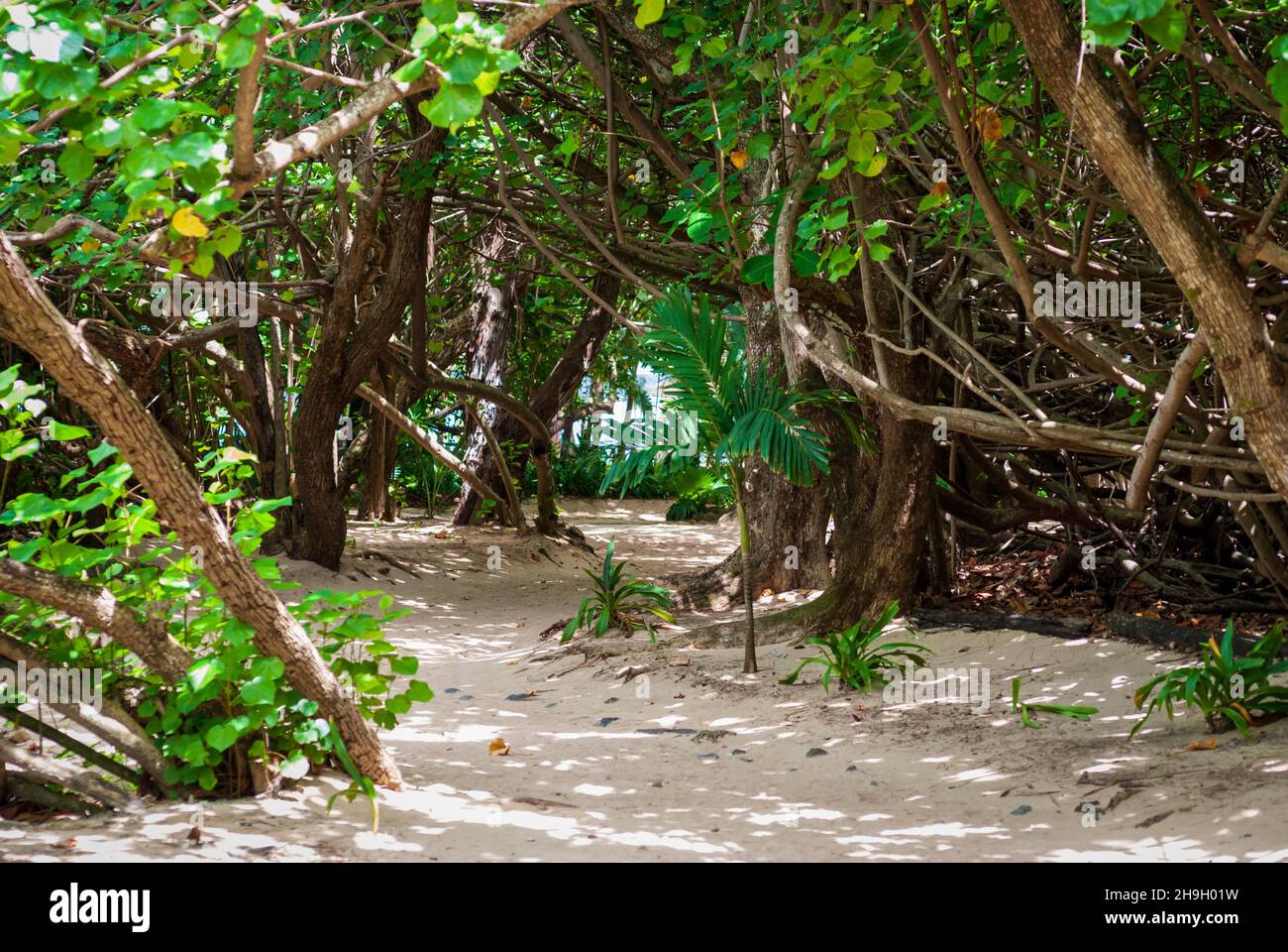 Sandy path through tropical jungle leading to a peaceful beach Stock ...