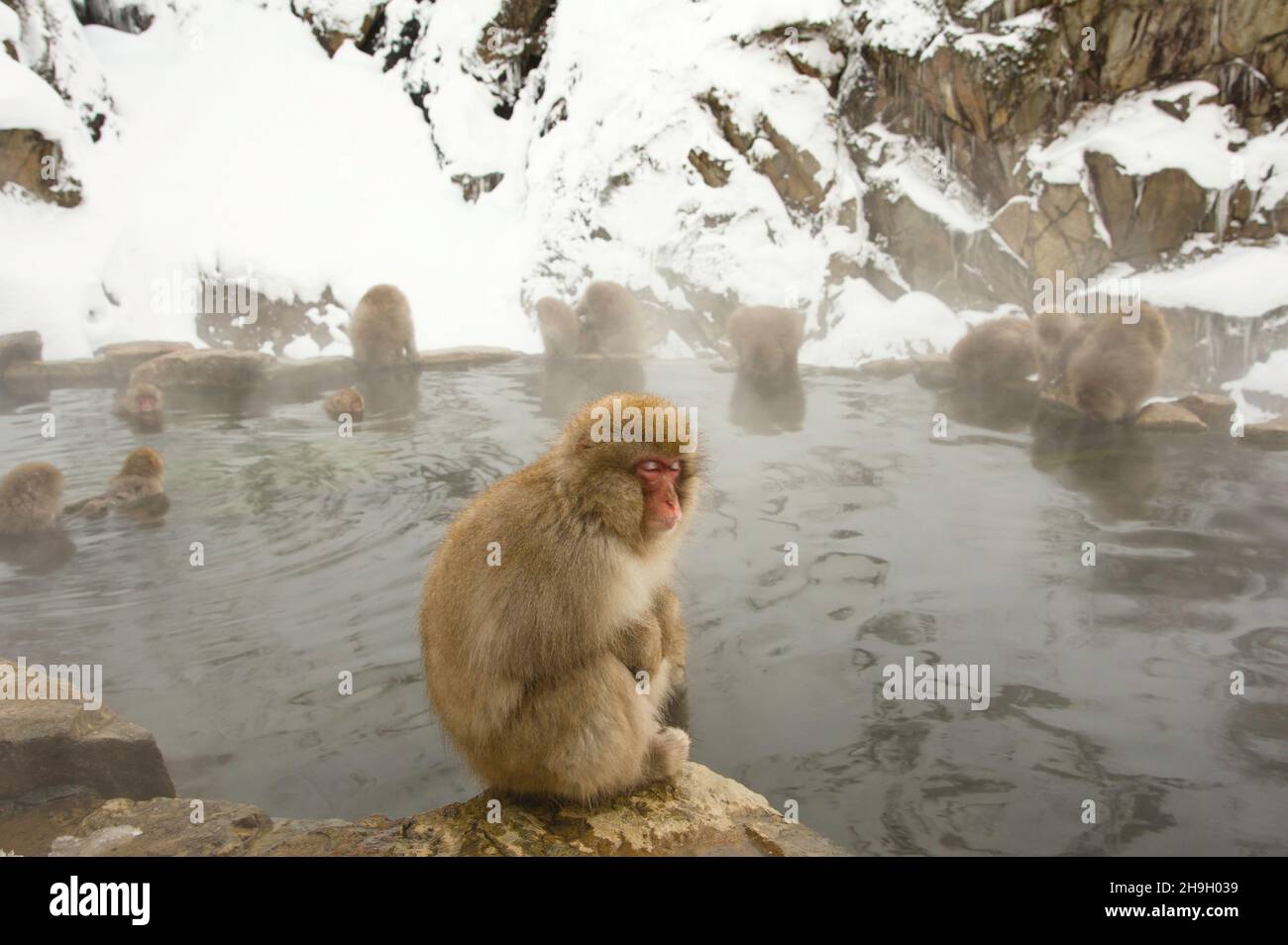 A group of Japanese macaques, also known as a snow monkeys, gather ...