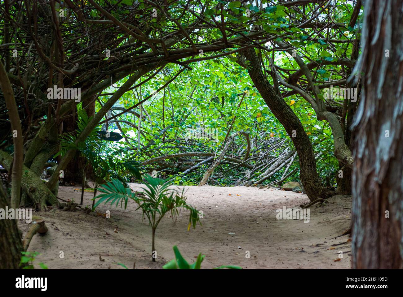 Sandy path through tropical jungle leading to a peaceful beach Stock ...