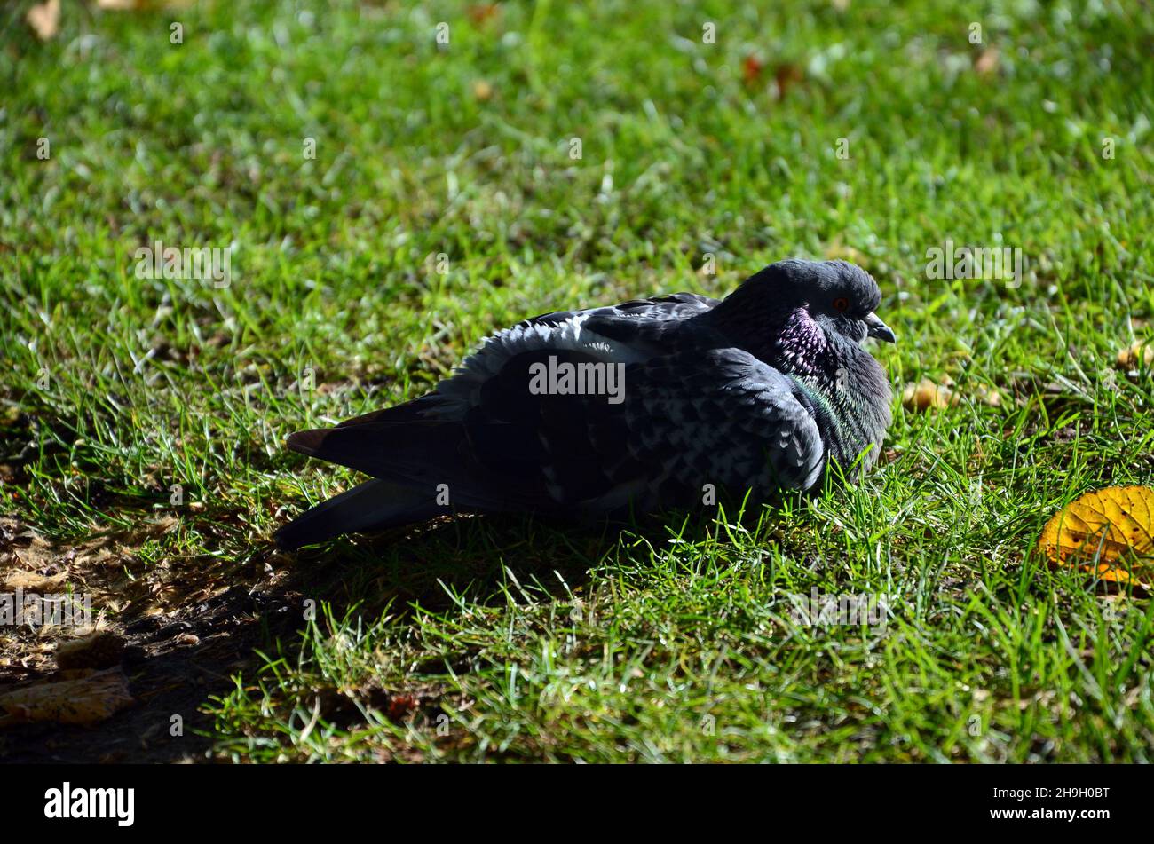 Beautiful white swans swimming in the clear blue lake and grey geese ...