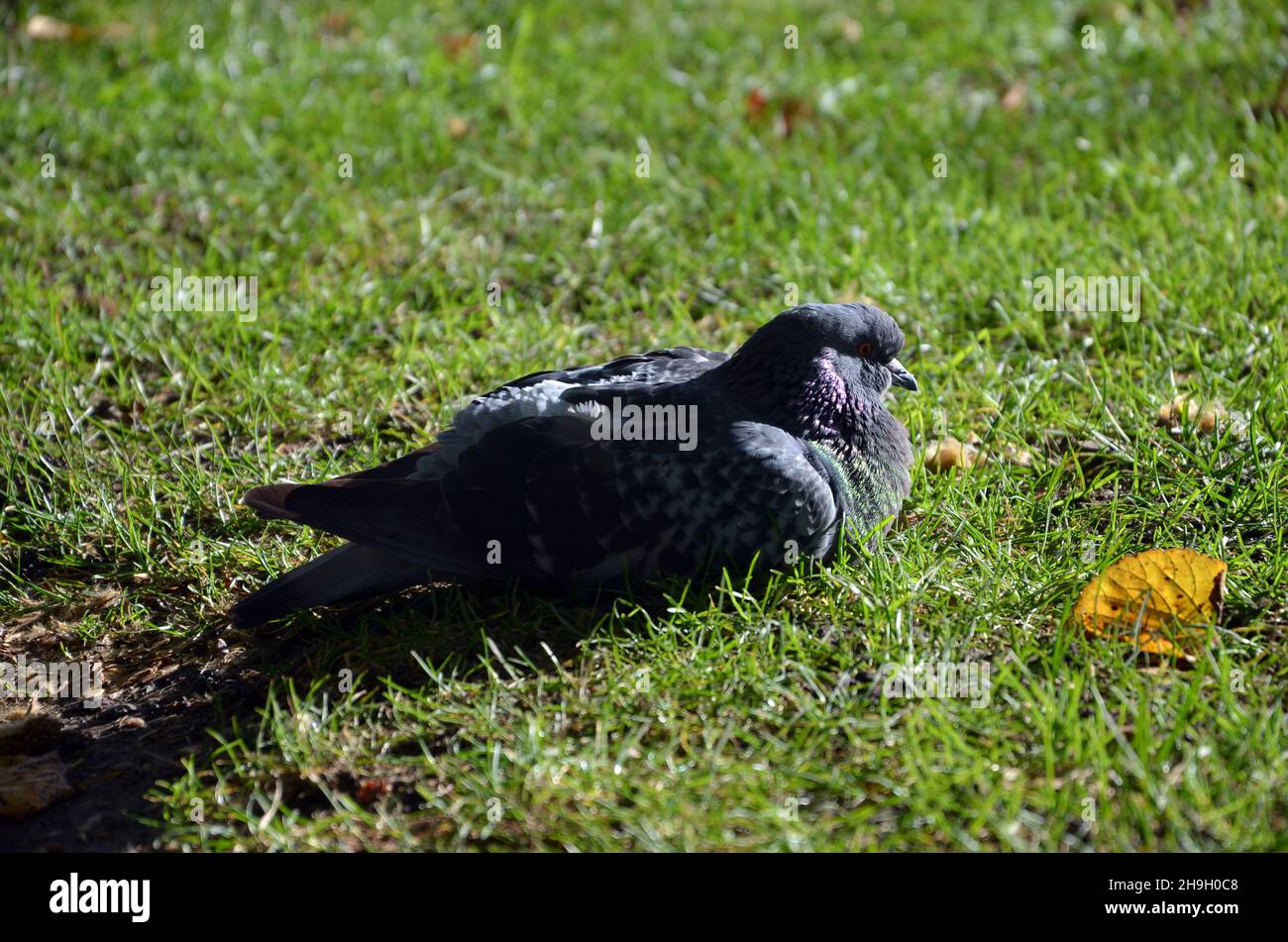 Beautiful white swans swimming in the clear blue lake and grey geese ...