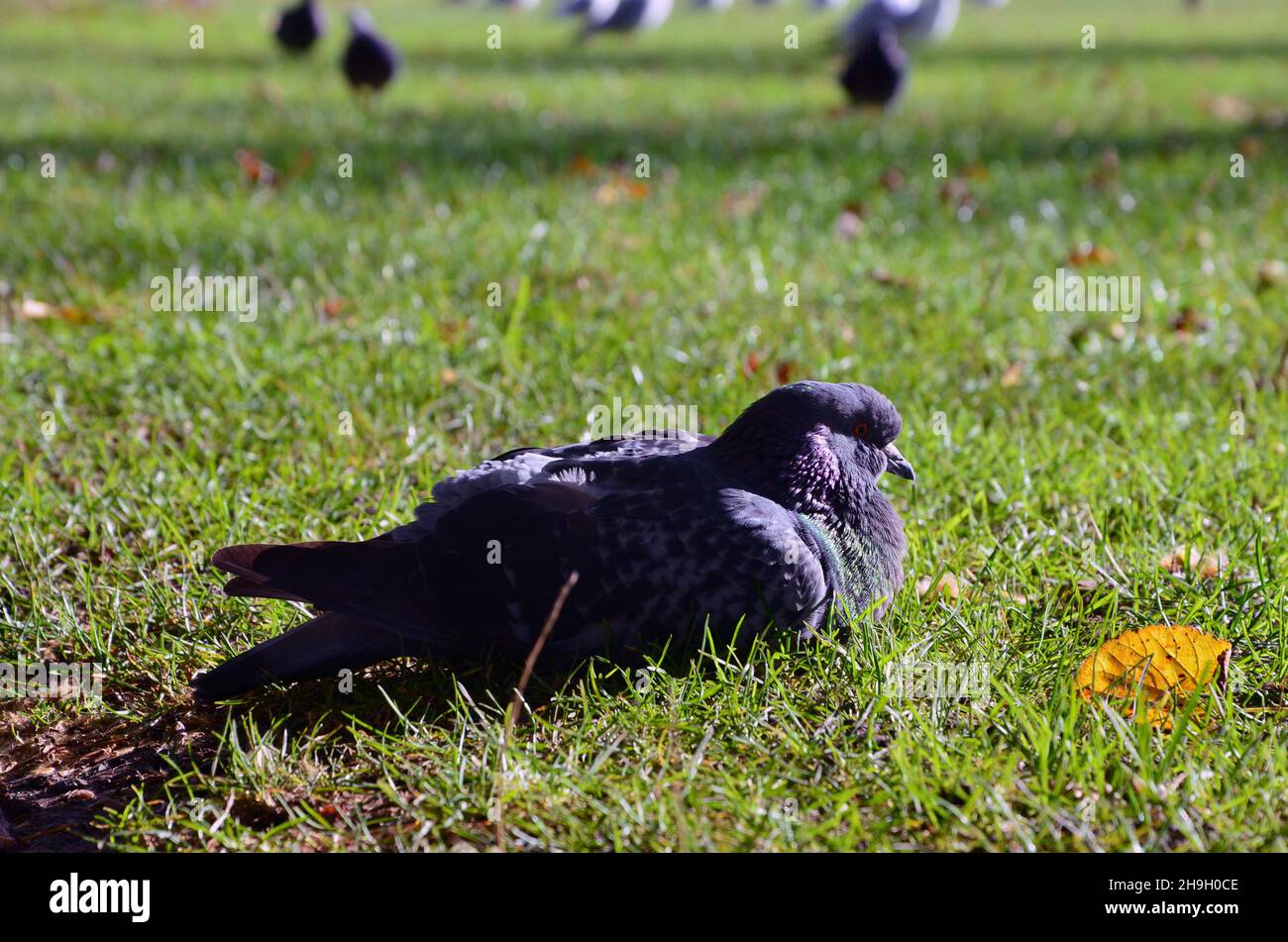 Beautiful white swans swimming in the clear blue lake and grey geese ...