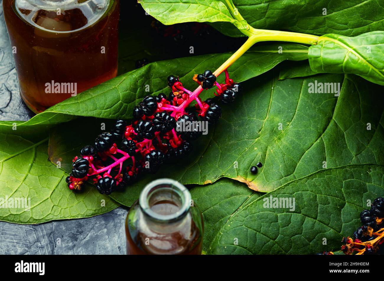 Healing tincture of lakonos,herbal medicine.Wild plant,pokeberry ...
