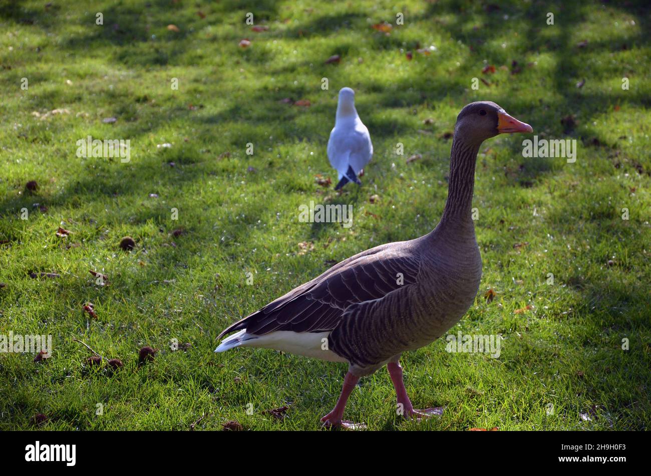 London hyde park geese hi-res stock photography and images - Alamy