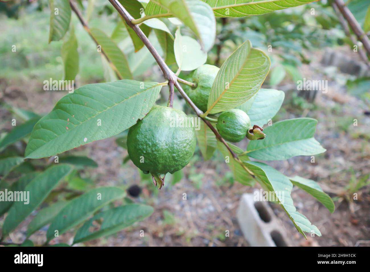 guava tree, MYRTACEAE or Psidium guajava Linn plant Stock Photo - Alamy
