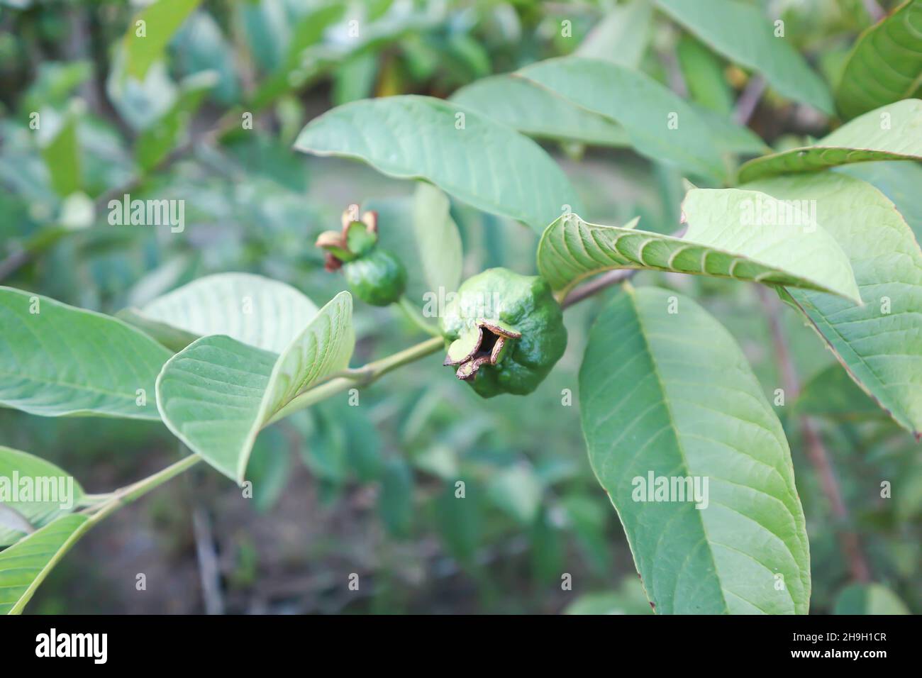 guava tree, MYRTACEAE or Psidium guajava Linn plant Stock Photo - Alamy
