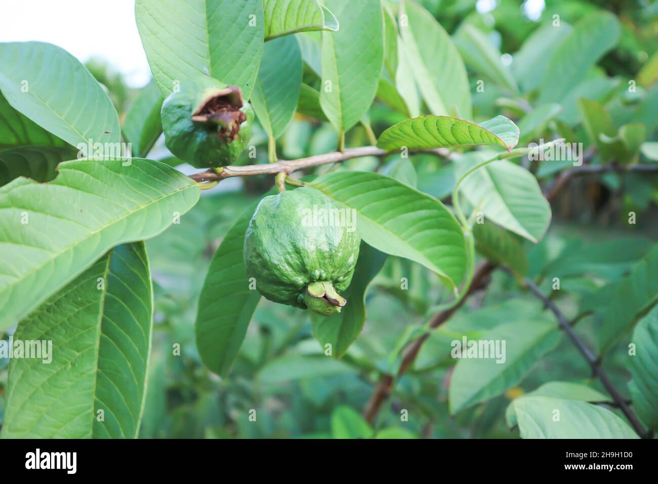 guava tree, MYRTACEAE or Psidium guajava Linn plant Stock Photo - Alamy