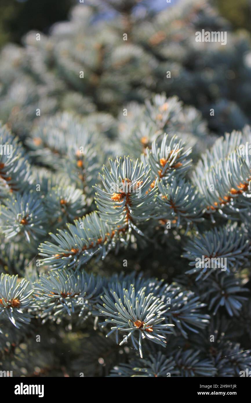 Branches of a blue spruce tree growing in the bright sunshine Stock ...
