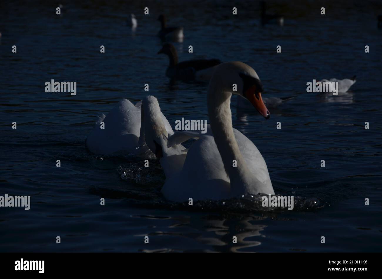 Beautiful white swans swimming in the clear blue lake and grey geese ...