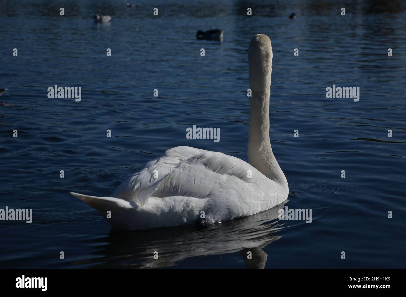 Beautiful white swans swimming in the clear blue lake and grey geese ...
