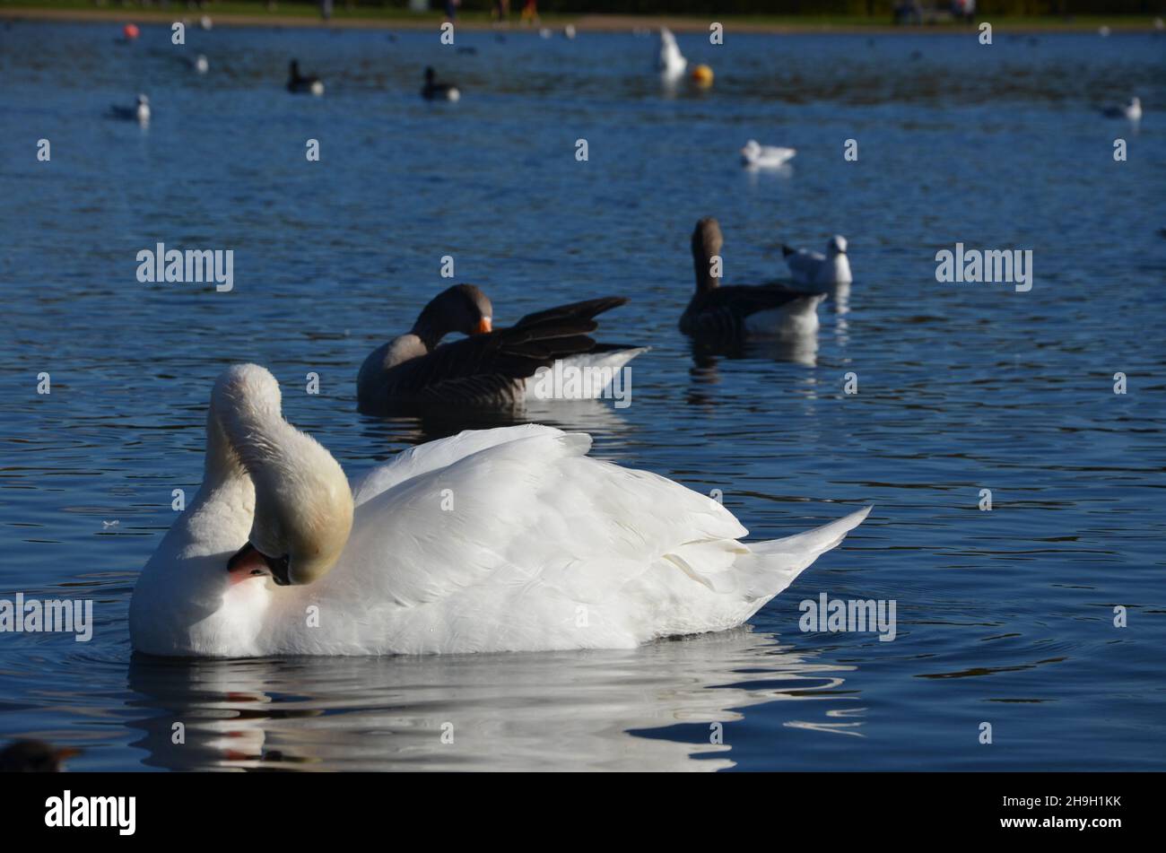 Beautiful white swans swimming in the clear blue lake and grey geese ...