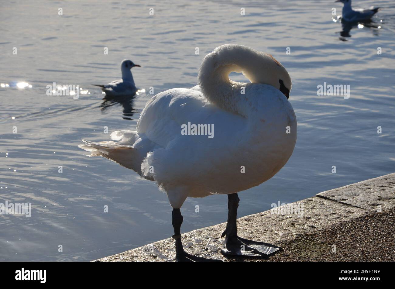 Beautiful white swans swimming in the clear blue lake and grey geese ...