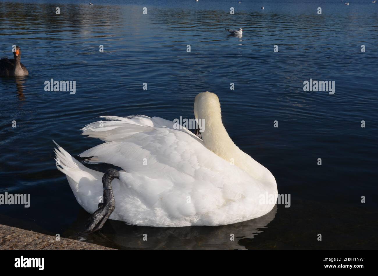 Beautiful white swans swimming in the clear blue lake and grey geese ...