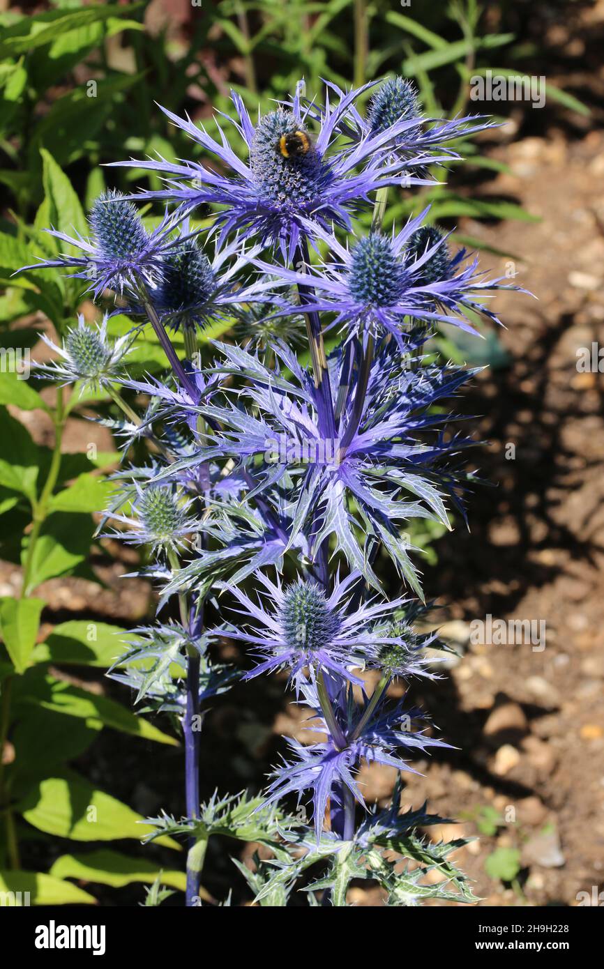 Purple ornamental sea holly, Eryngium of unknown species and variety ...