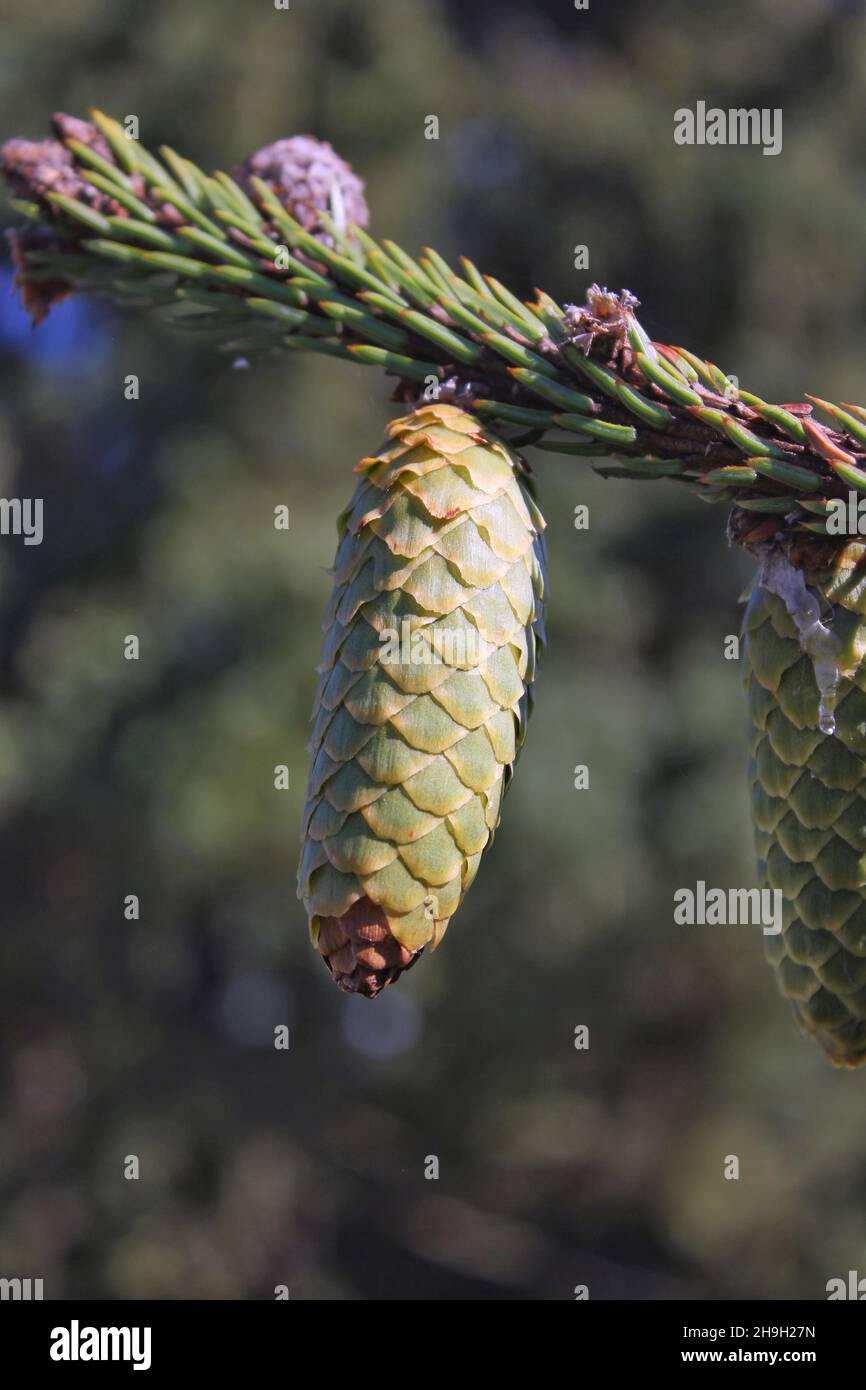 Beautiful green pine cones hanging on the fir tree branches in the ...