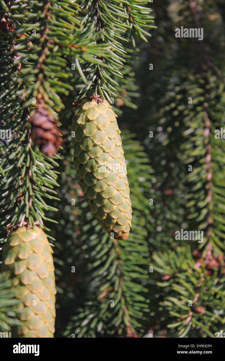Beautiful green pine cones hanging on the fir tree branches in the ...
