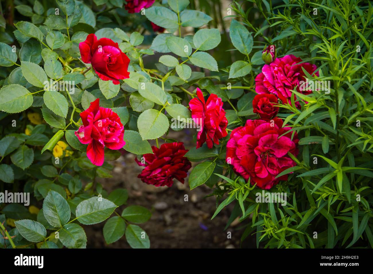 Blooming bush of red climbing roses in the garden Stock Photo - Alamy