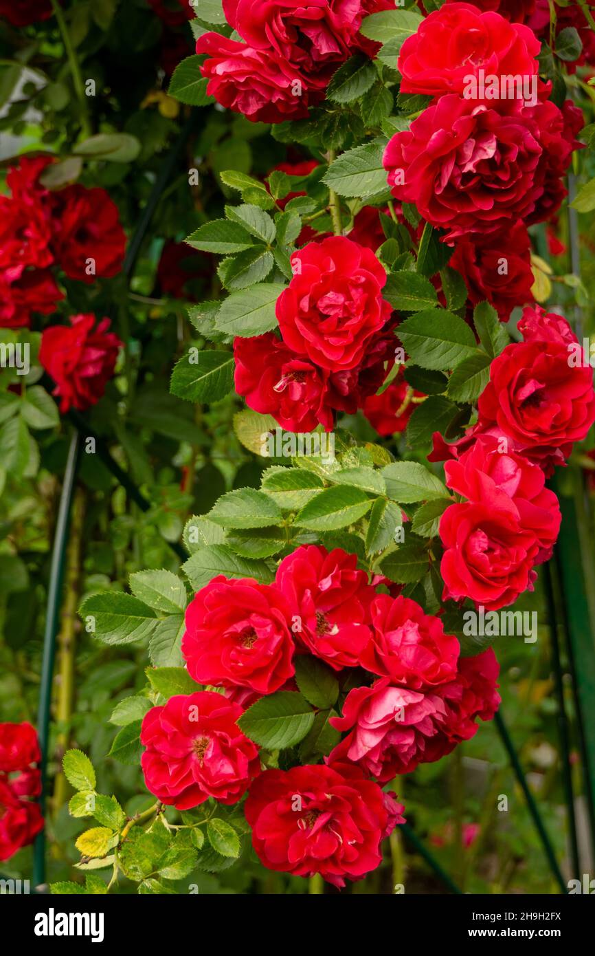 Blooming bush of red climbing roses in the garden Stock Photo - Alamy
