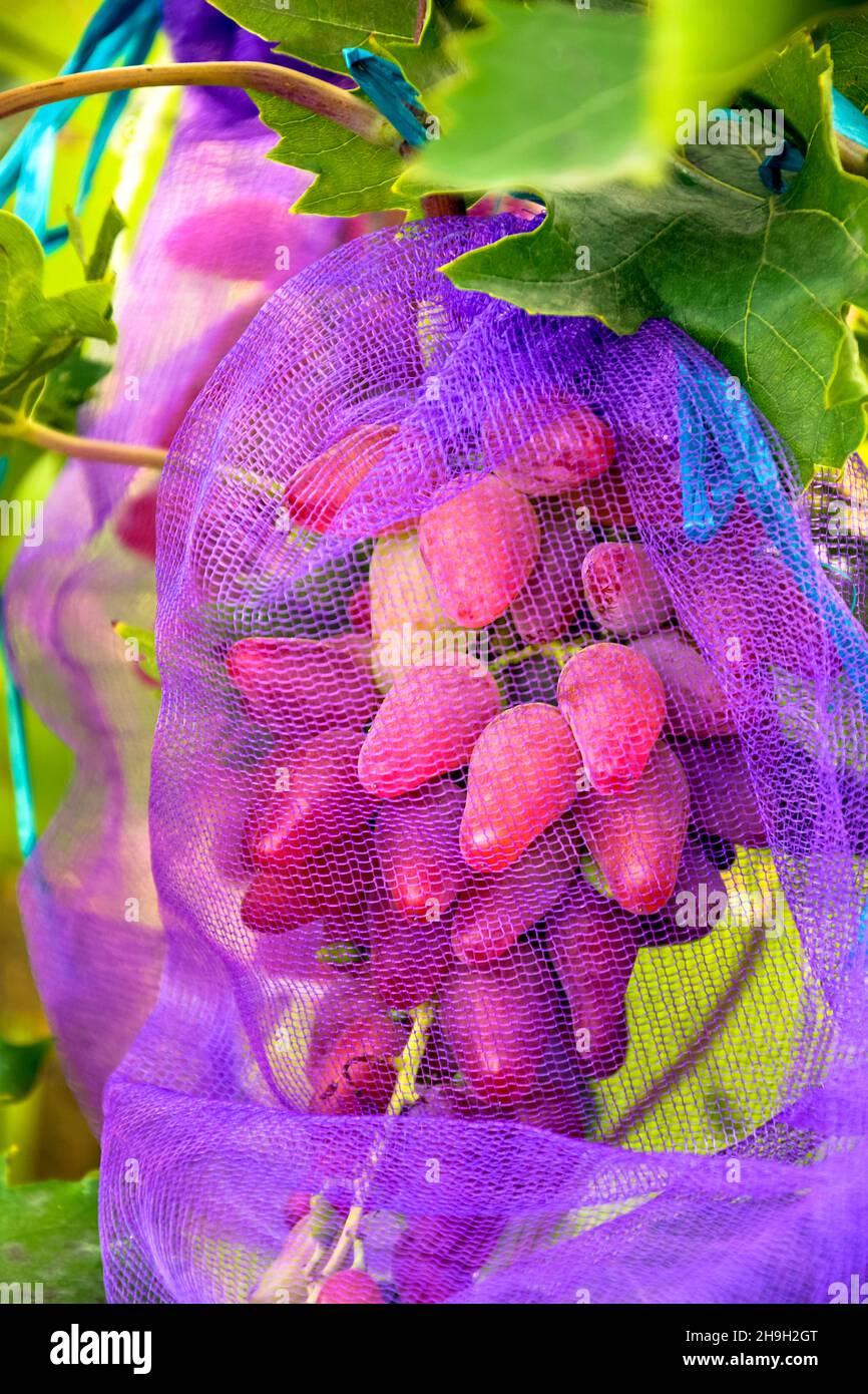 Protection of bunches of grapes with net, from pests and insects of ...