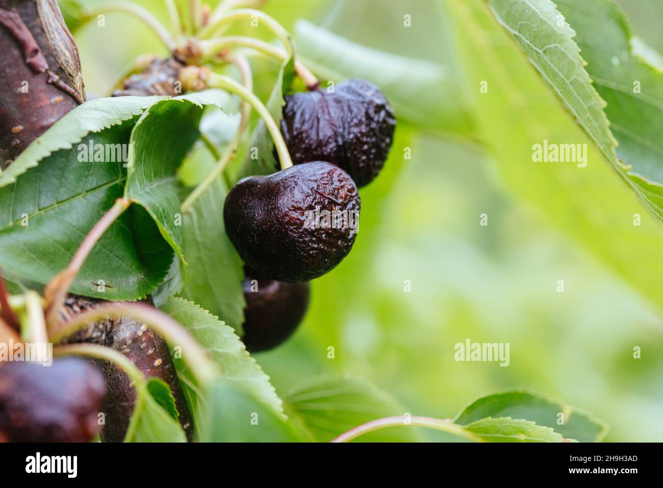 Split, spoilt cherries ruined by excess rainfall in Coldstream ...
