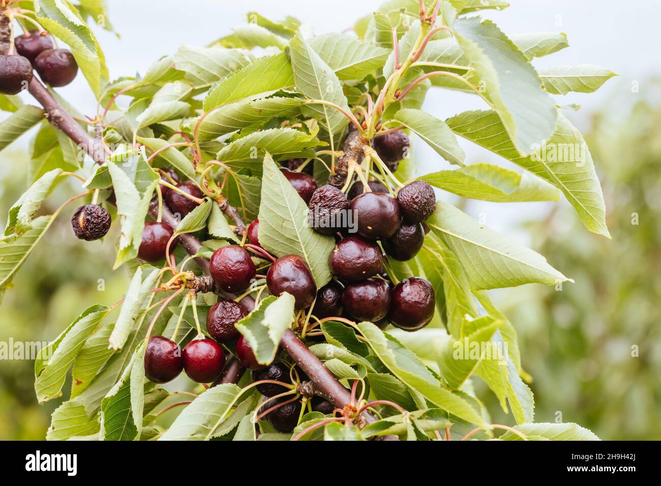 Ruined Cherries on a Tree in Australia Stock Photo - Alamy