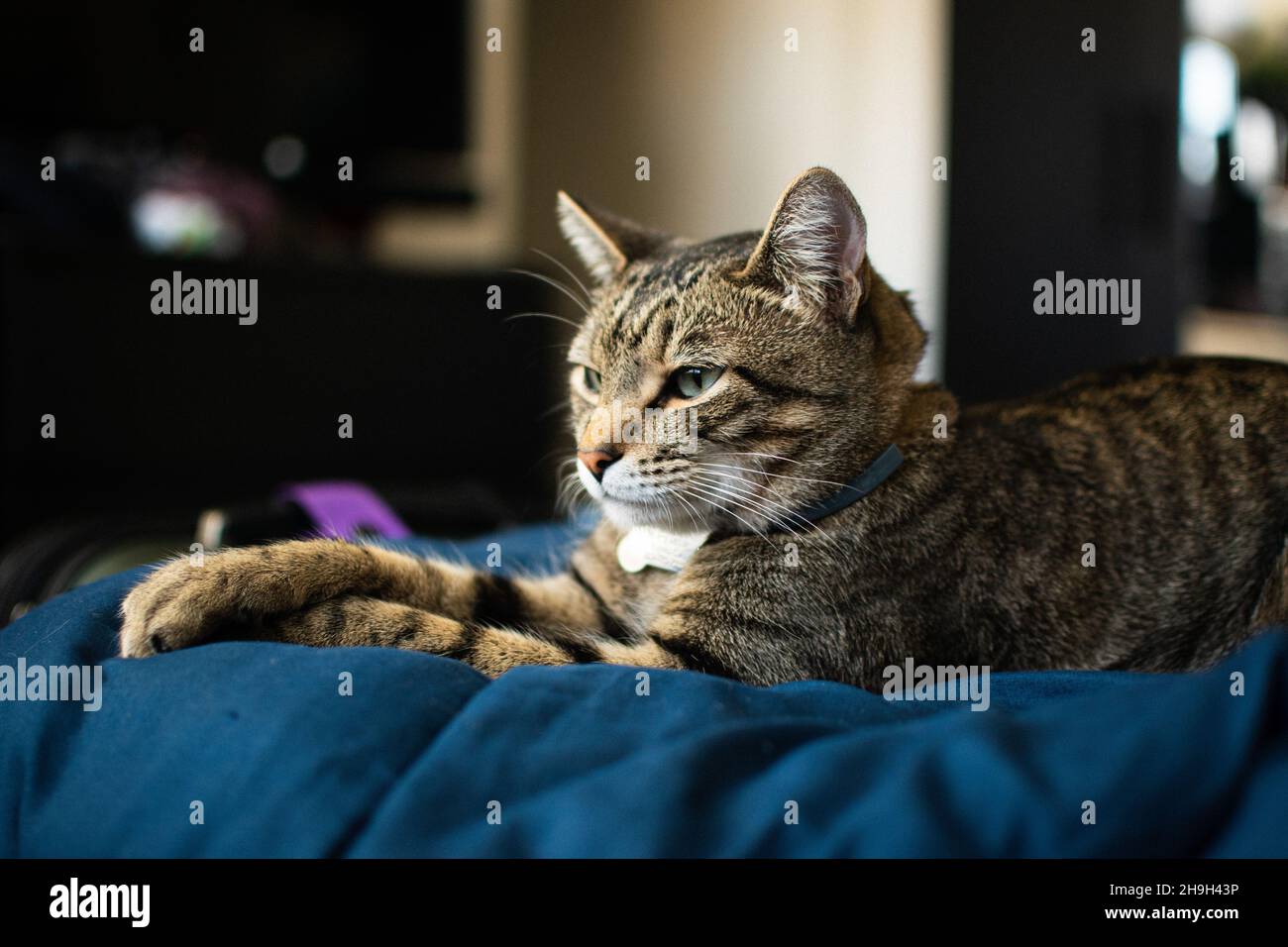 Grumpy looking animals hi-res stock photography and images - Alamy