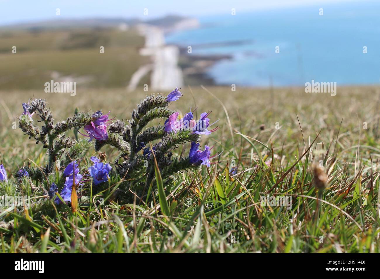 close-up of purple flowers atop the Seven Sisters chalk cliffs (Sussex ...