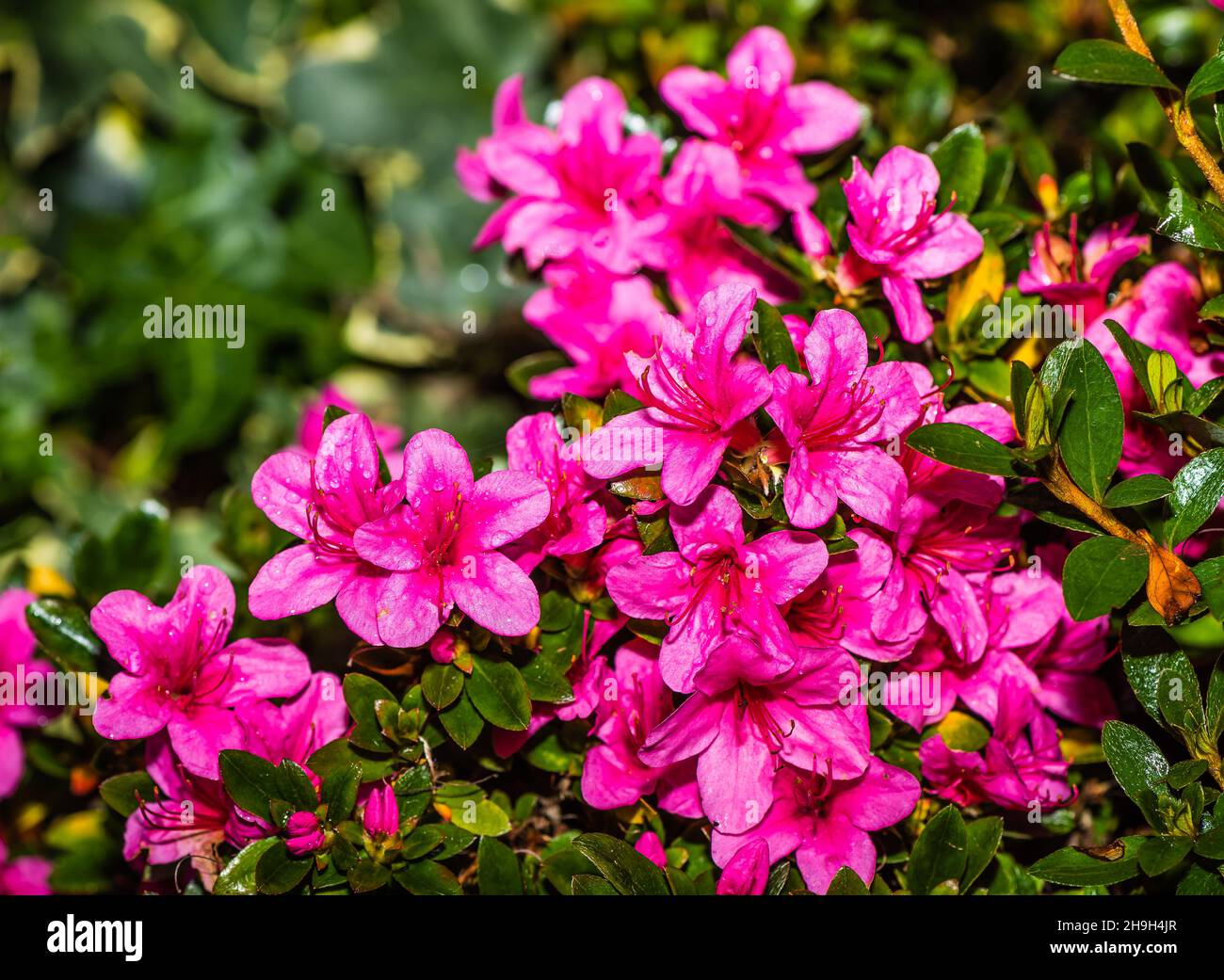 December in an English Country Garden - Azalea Gibraltar in flower in ...