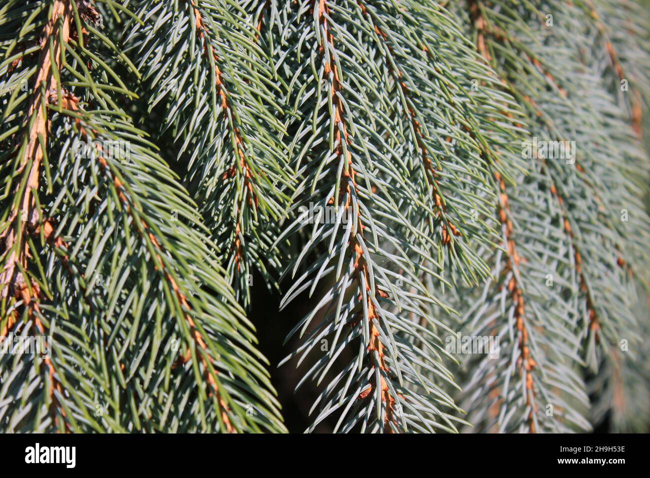 Lush green pine branches growing in the bright sunshine Stock Photo - Alamy