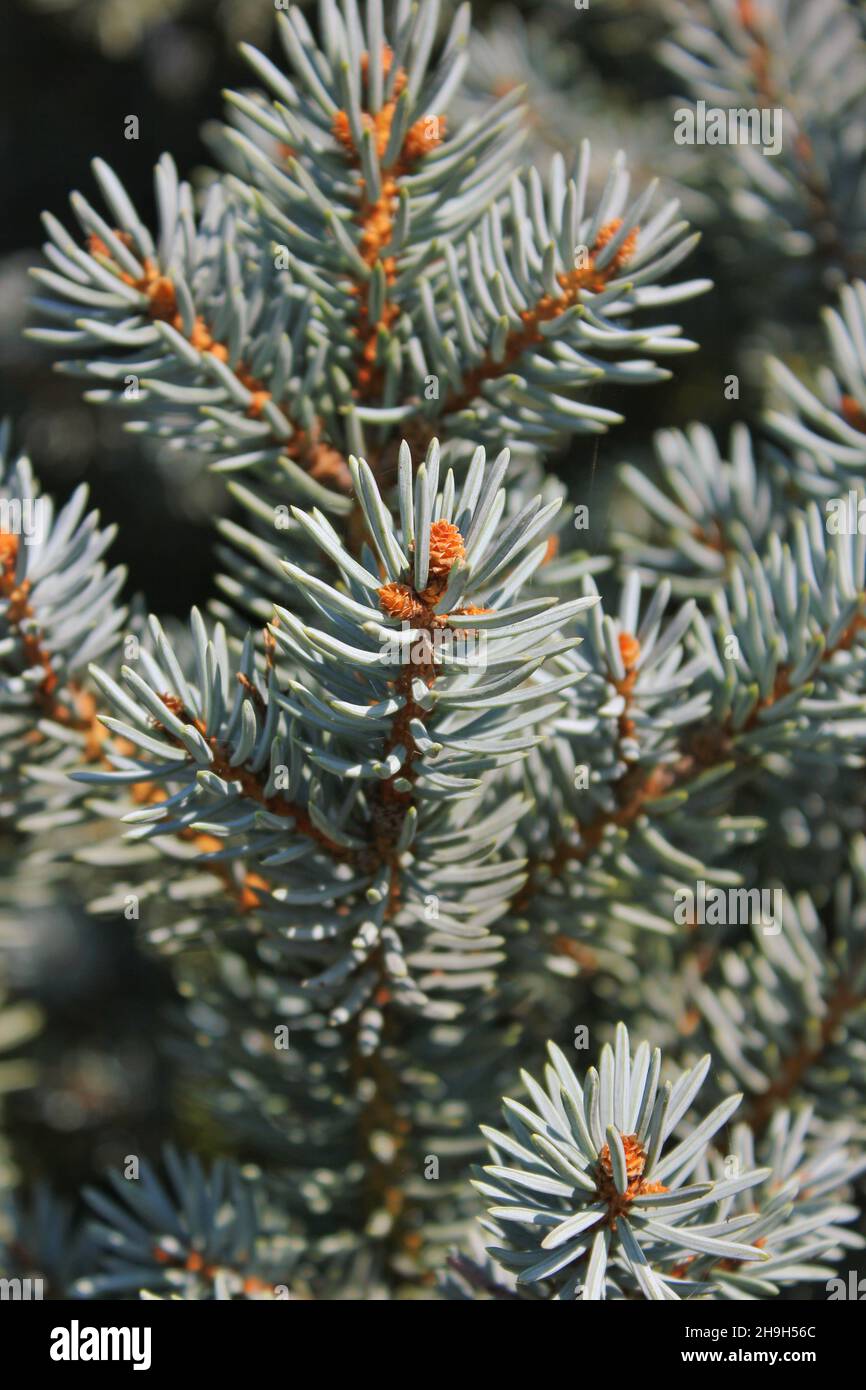 Lush green pine branches growing in the bright sunshine Stock Photo - Alamy