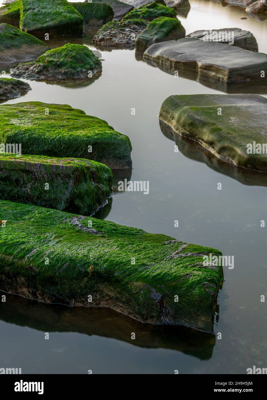 abstract generic coastline seaweed covered rocks, close-up of seaweed ...