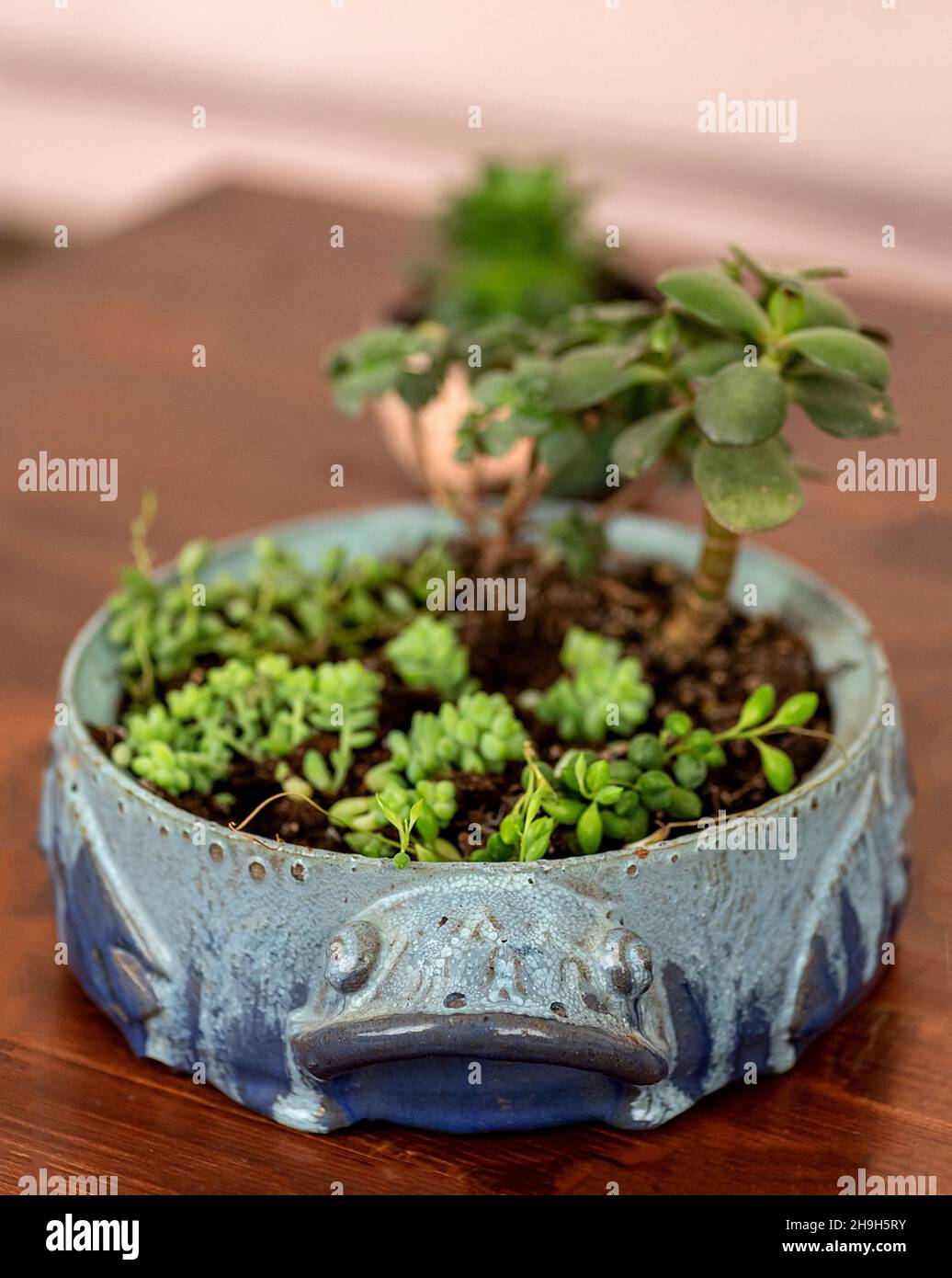 Succulents in white bowl hi-res stock photography and images - Alamy