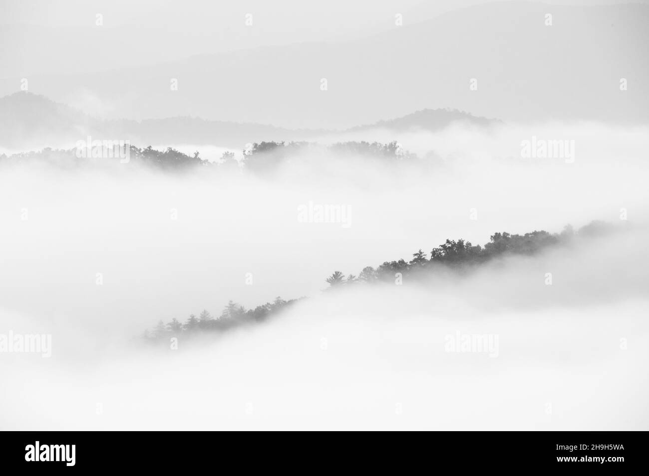 Beautiful grayscale soft landscape of trees fully covered in fog Stock ...