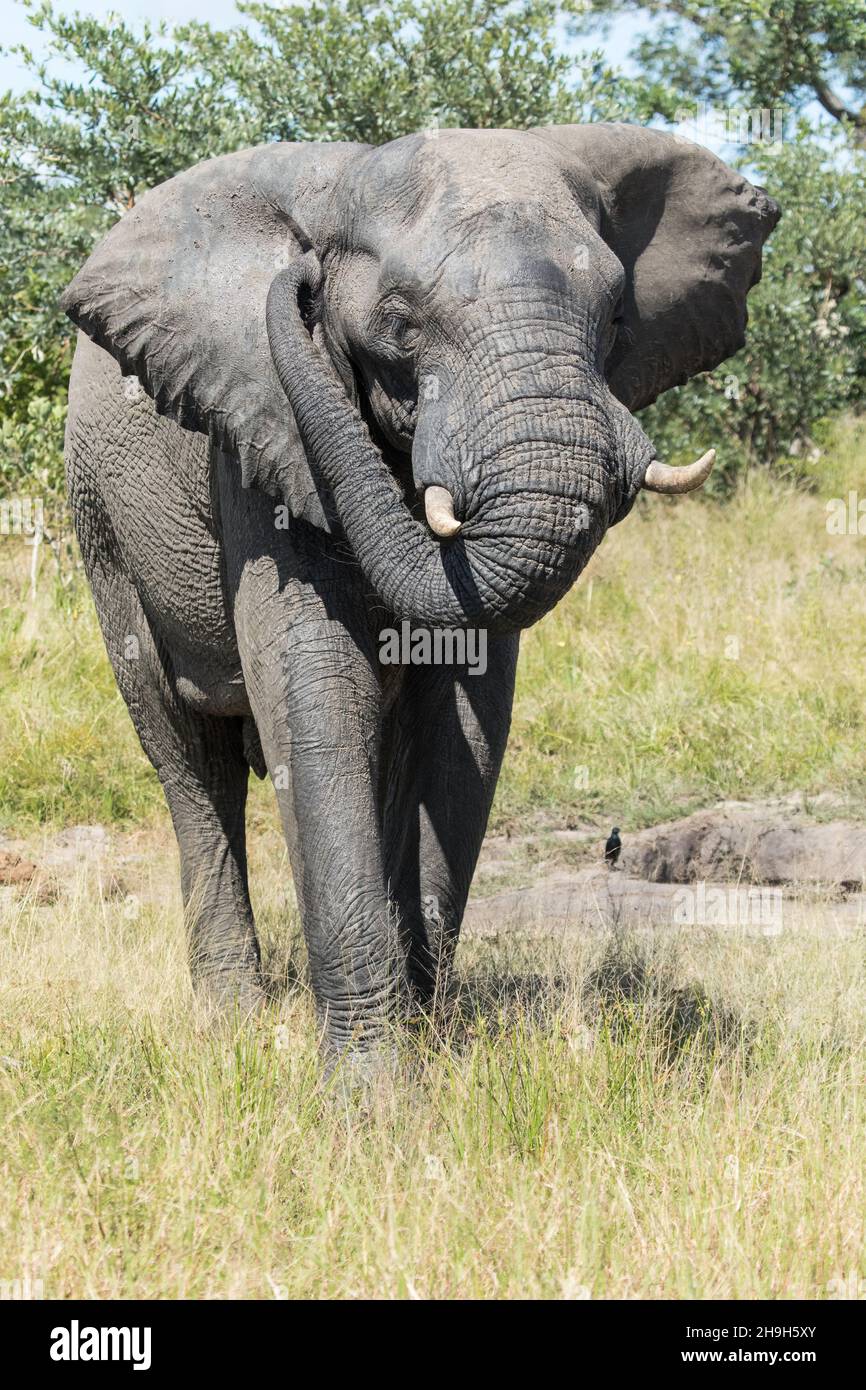 African Elephant bull scratching his ear, Kruger National Park Stock ...