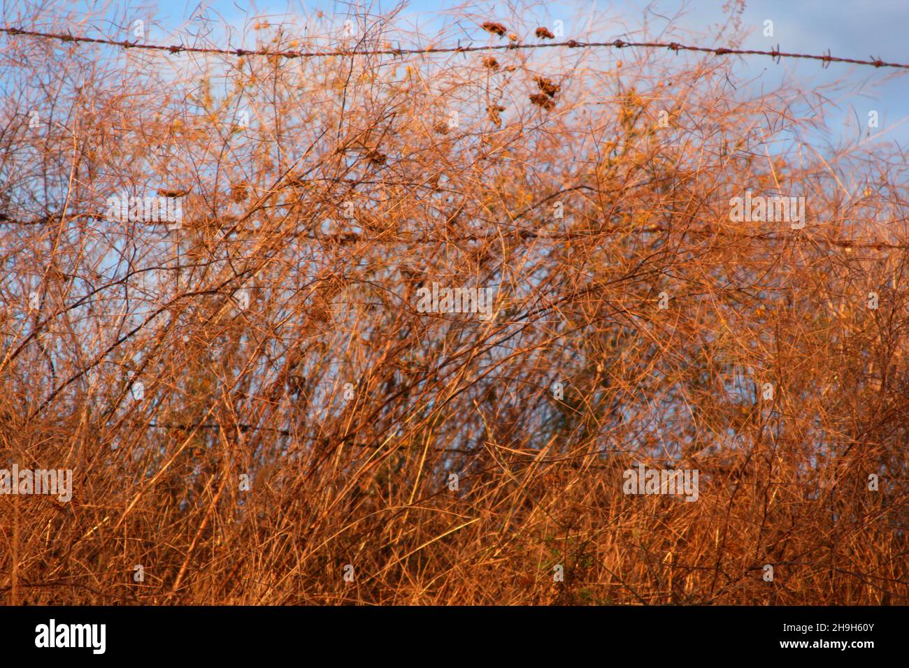 yellow dry bush and barbed wire Stock Photo - Alamy