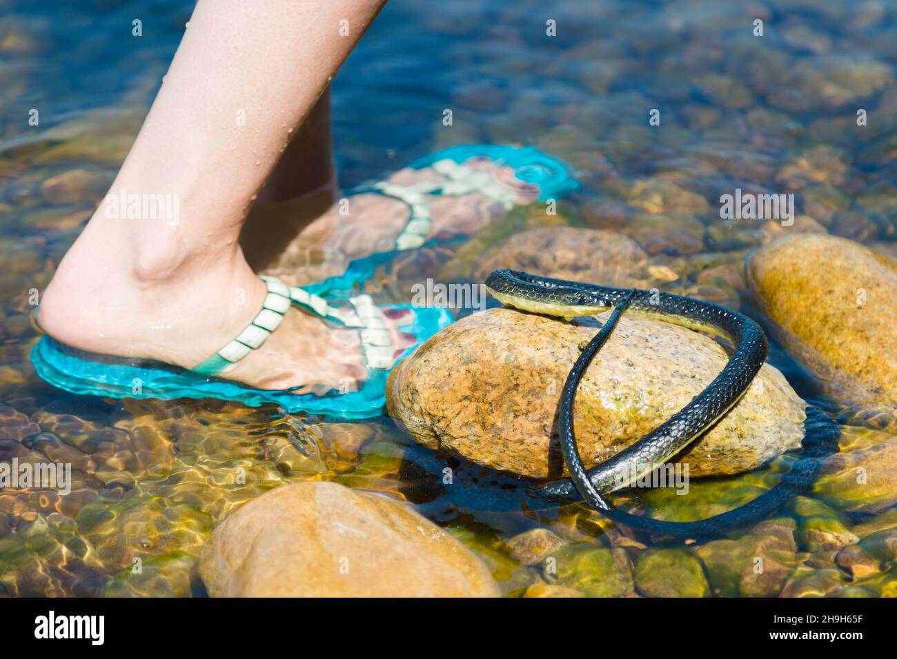 A venomous black snake lurking in the river crawled up to the woman's ...