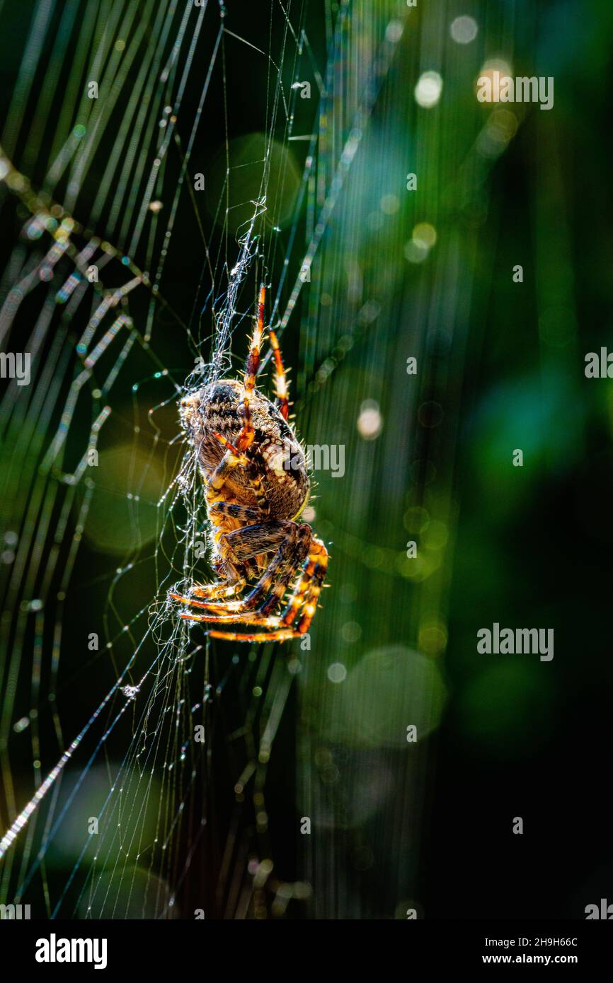 Vertical shot of a spider with golden and black patterns on its web ...