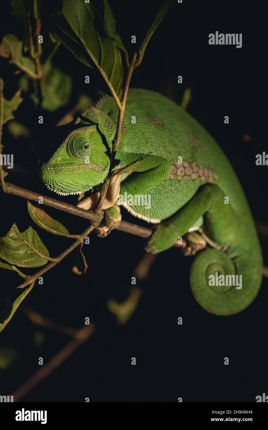 Color Changing Lizards Petco