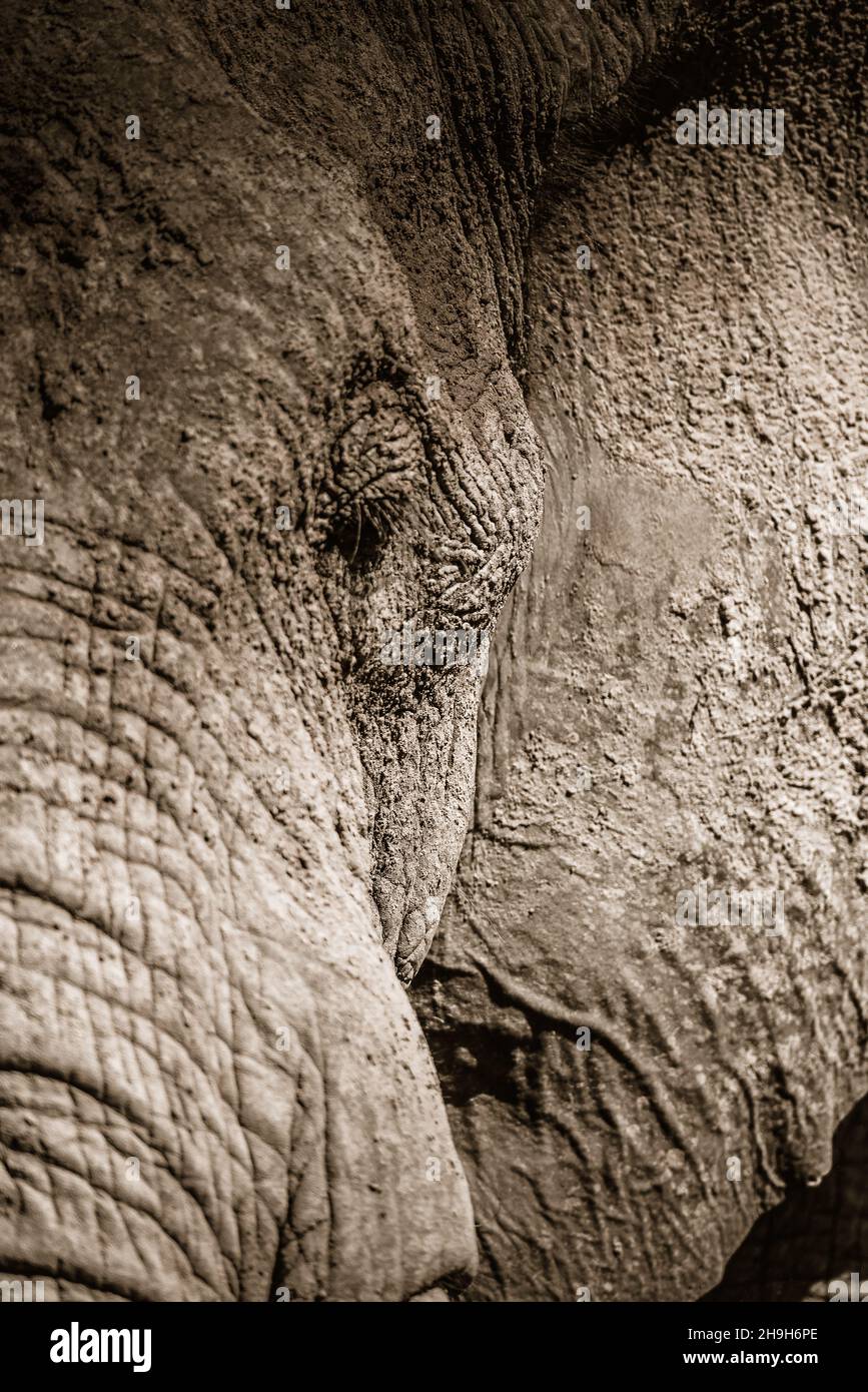 Close up of an elephant's face showing its eye and ear, Kruger National ...